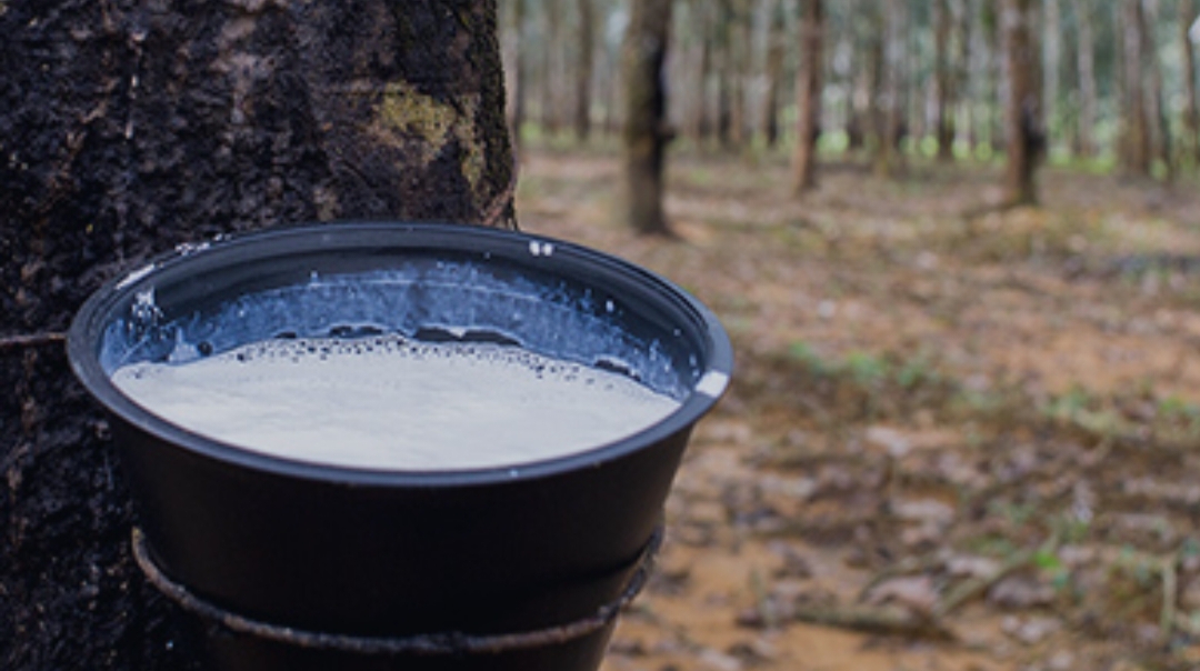 Global funding for rubber innovation (GFRI) bakal menarik lebih ...